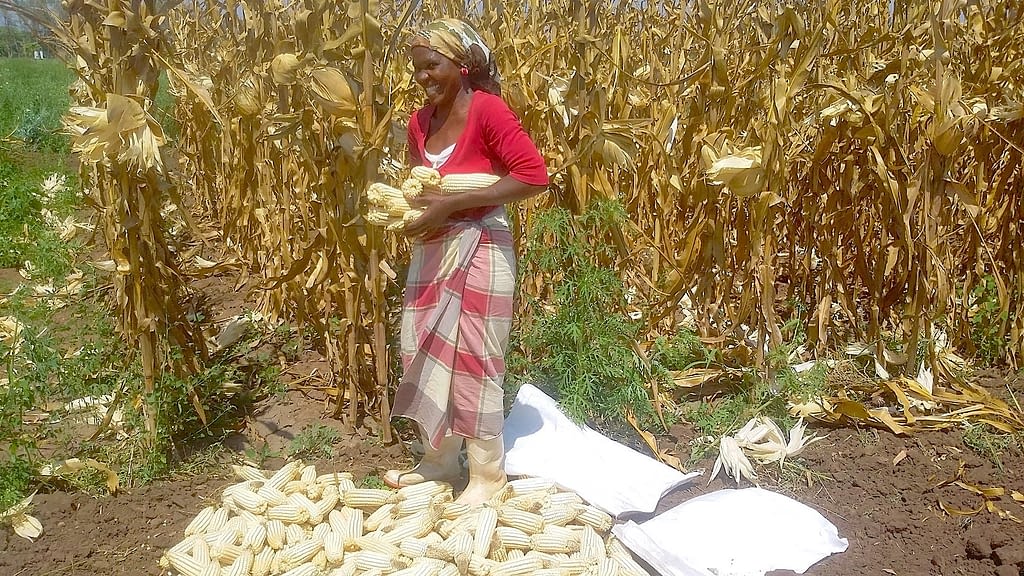 Q&A: A decade of improved and climate-smart maize through collaborative ...