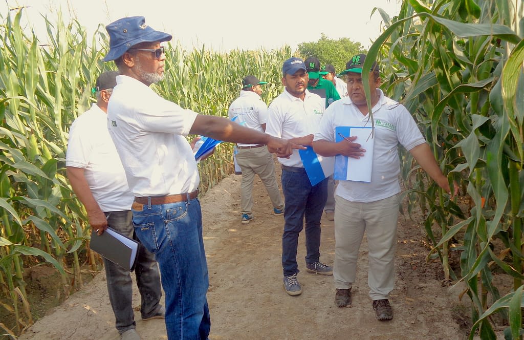 International program ushers in a new era of maize farming in Pakistan ...