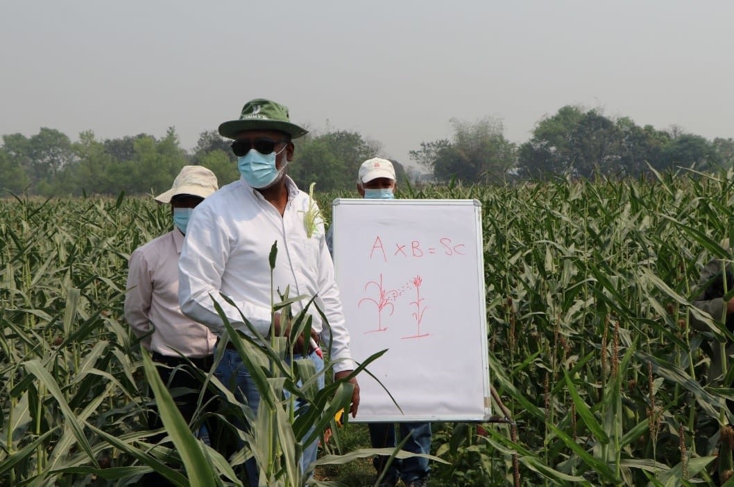 Nepal Seed and Fertilizer Project (NSAF) – CIMMYT