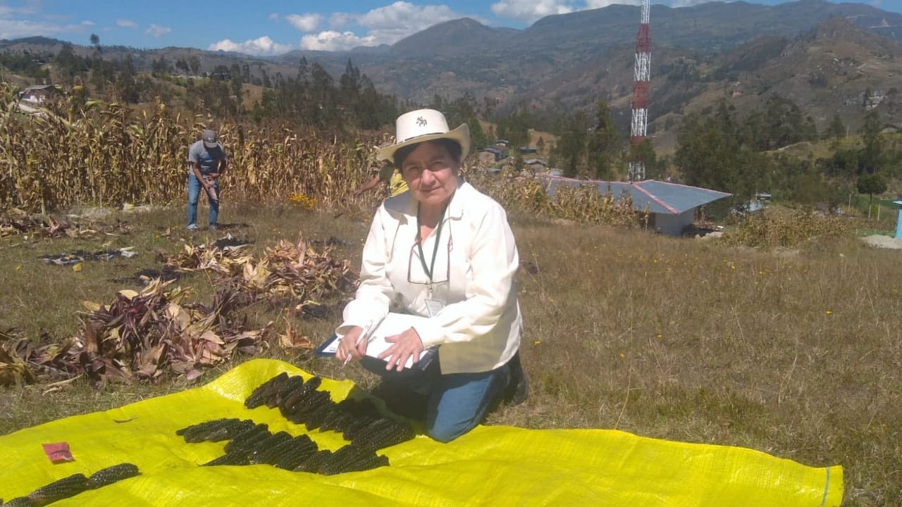 Maize breeding – CIMMYT