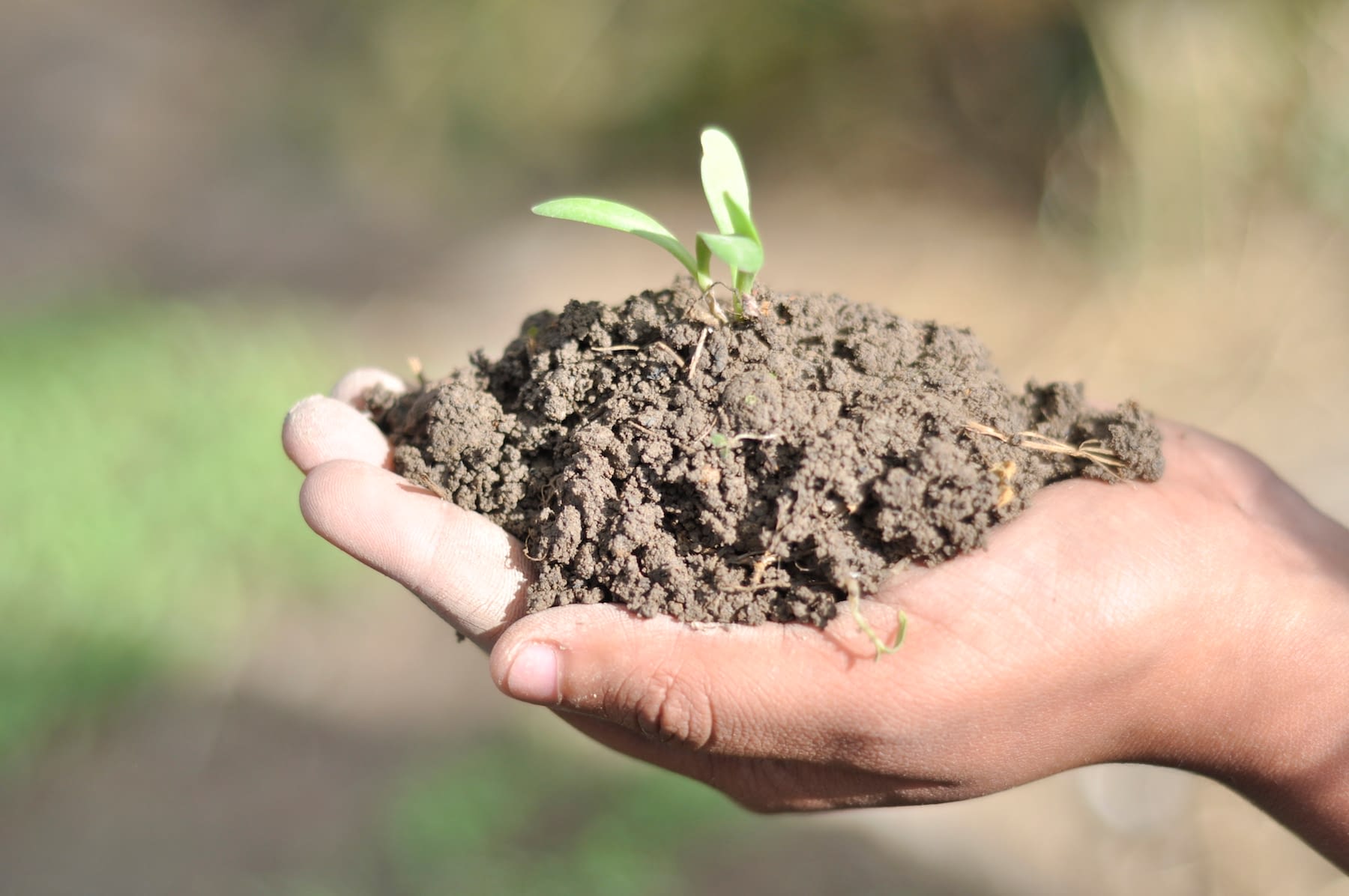 soil – CIMMYT