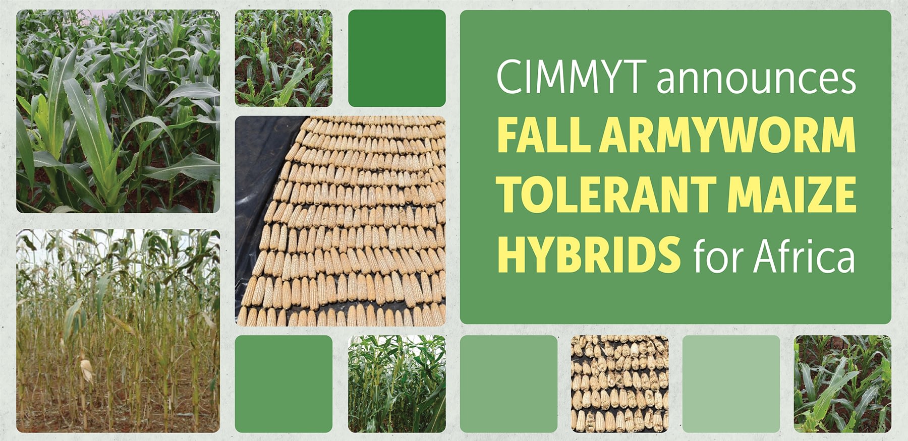 New CIMMYT maize hybrids available from Eastern Africa breeding program ... New CIMMYT maize hybrids available from Eastern Africa breeding program ...
