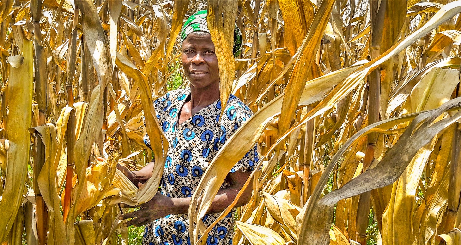 New CIMMYT maize hybrids available from Eastern Africa breeding program ... New CIMMYT maize hybrids available from Eastern Africa breeding program ...