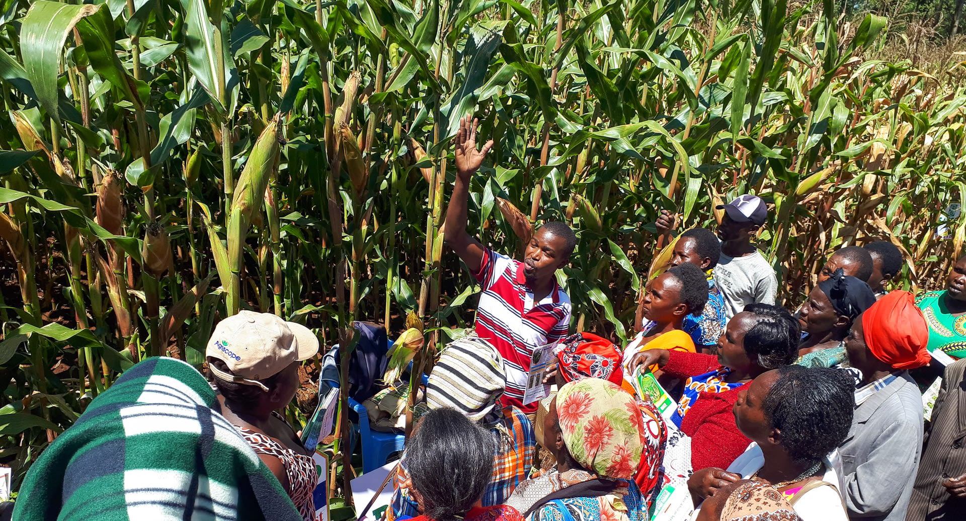 Drought Tolerant Maize for Africa Seed Scaling (DTMASS) – CIMMYT Drought Tolerant Maize for Africa Seed Scaling (DTMASS) – CIMMYT