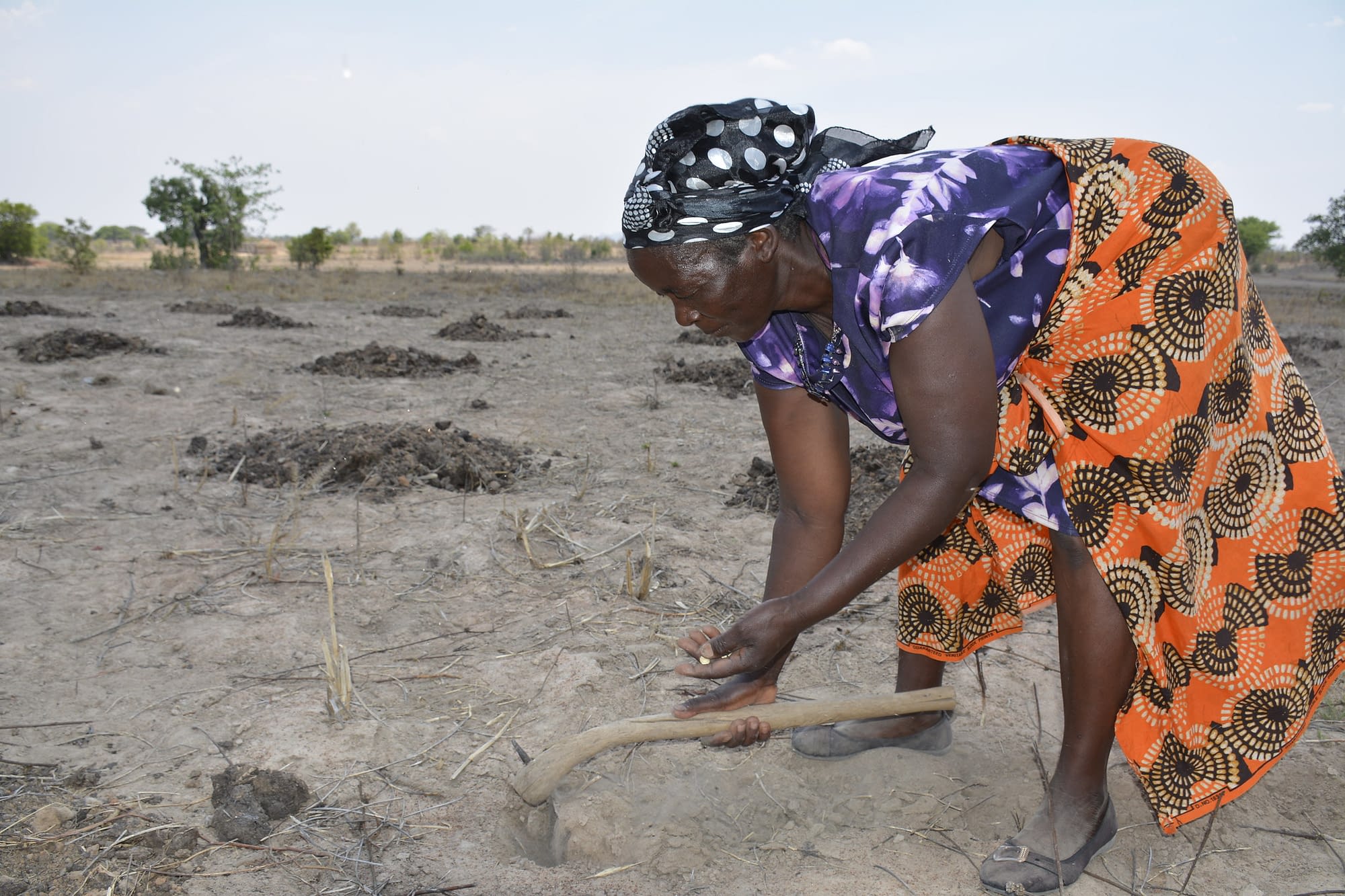 Ecological farming a boon for staple crop farmers in Africa, new study ...