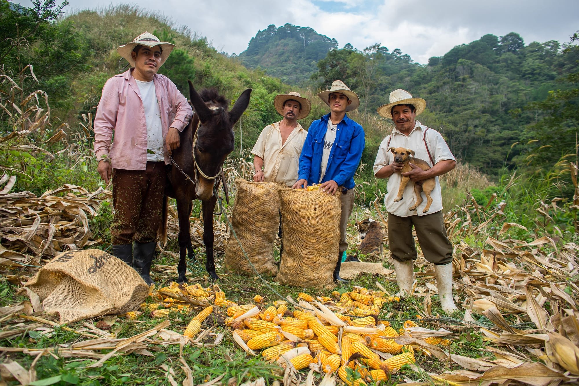MasAgro is “a gift for Africa” – CIMMYT
