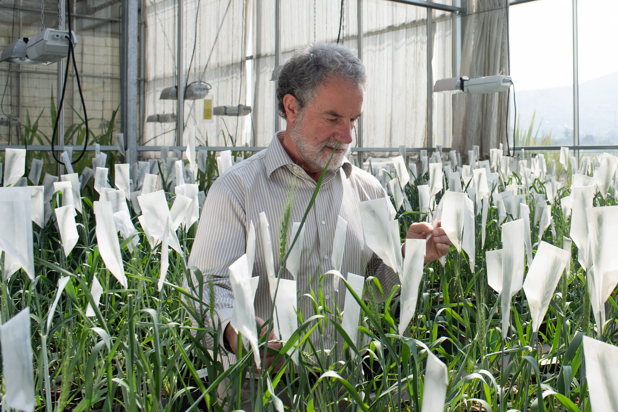 Crossing boundaries – CIMMYT