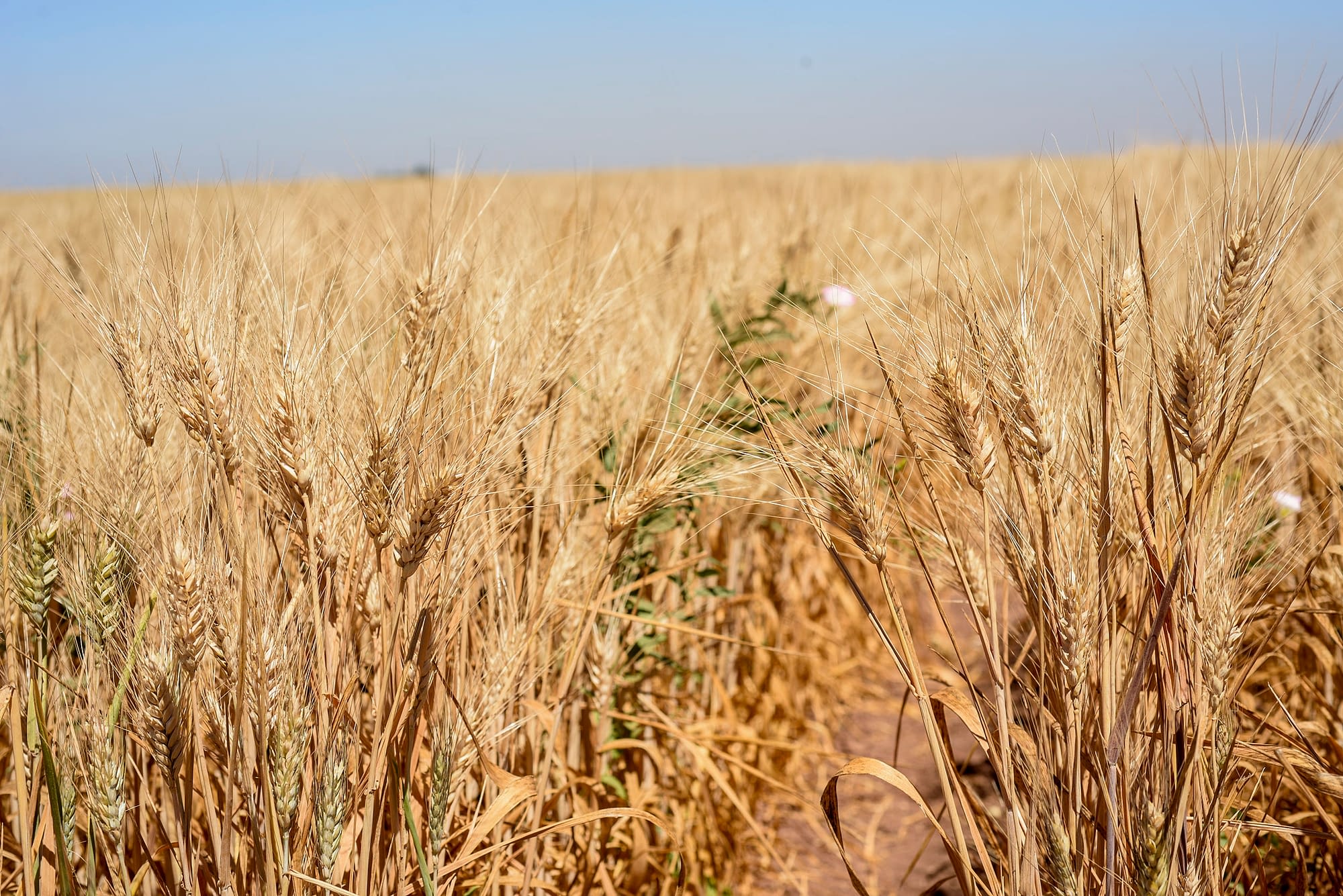 How scientists are preparing wheat for climate change – CIMMYT