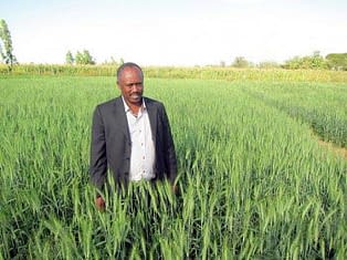 Ethiopia’s seed co-ops benefit entrepreneurs and smallholder farmers ...