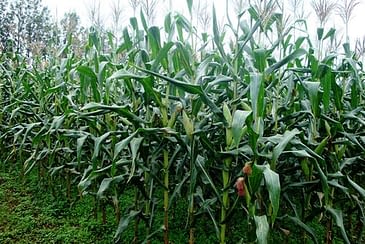 Four new maize varieties released in Ethiopia – CIMMYT
