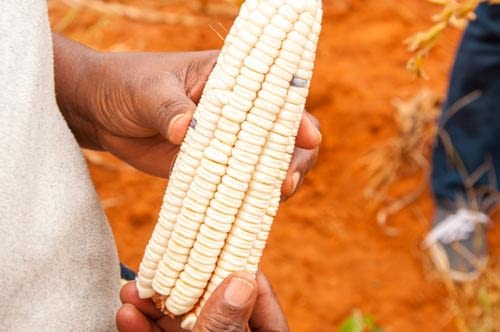Transforming maize farming failures to successes in Kenya’s drylands ...