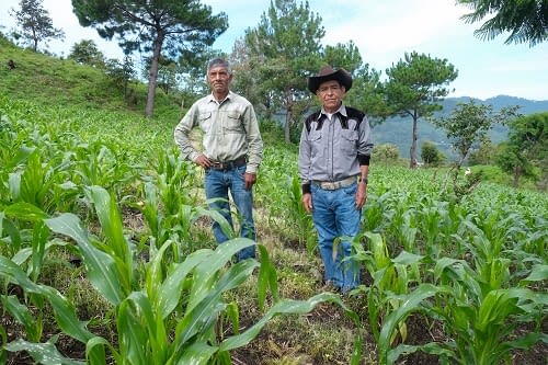 Preserving native maize and culture in Mexico – CIMMYT
