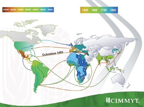 Genes explain the amazing global spread of maize – CIMMYT