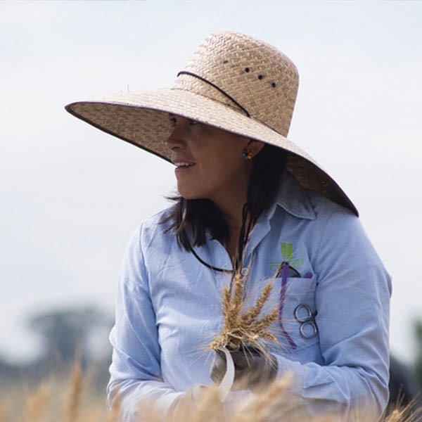 Wheat research – CIMMYT