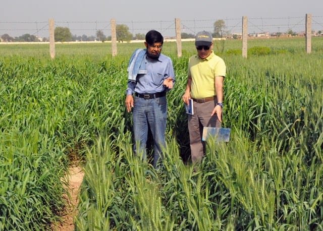 Five big steps toward wheat self-sufficiency in Pakistan – CIMMYT