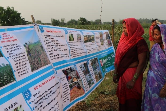 Nepal Seed and Fertilizer Project (NSAF) – CIMMYT