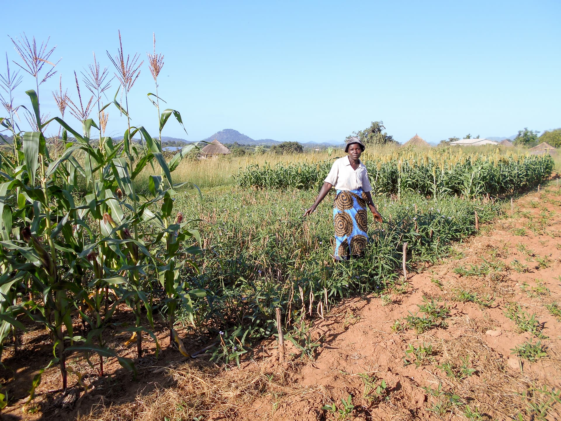 Conservation agriculture feeds people and protects the environment – CIMMYT