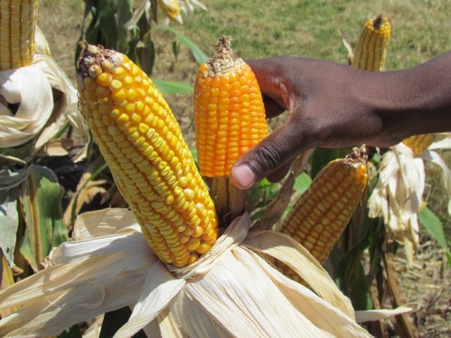 Crop variety guide for farmers – CIMMYT