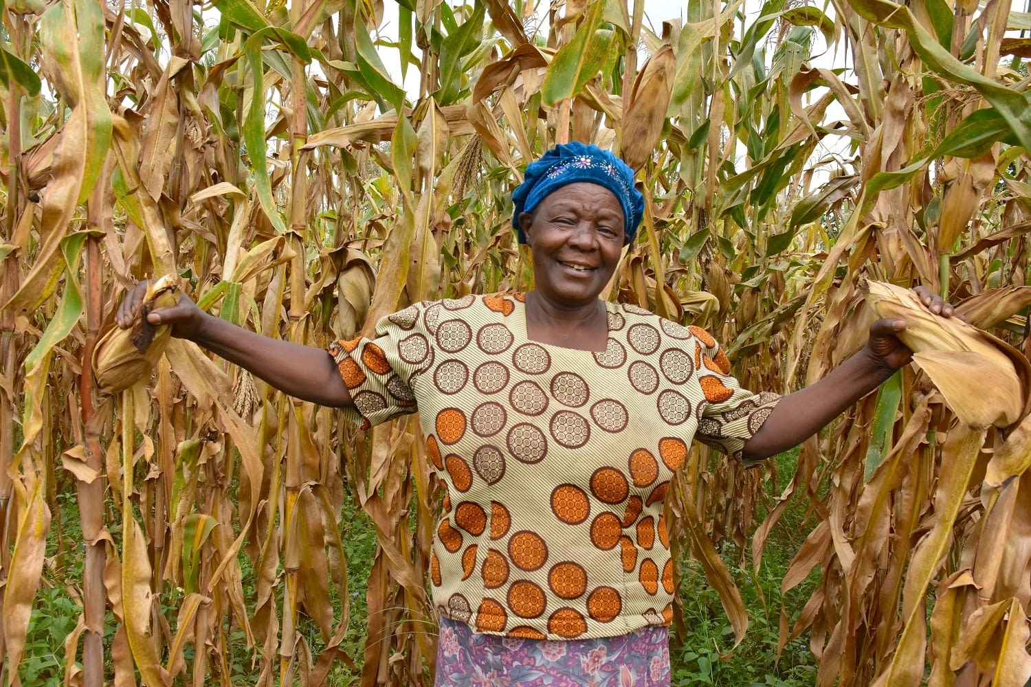 Q&A: A decade of improved and climate-smart maize through collaborative ...