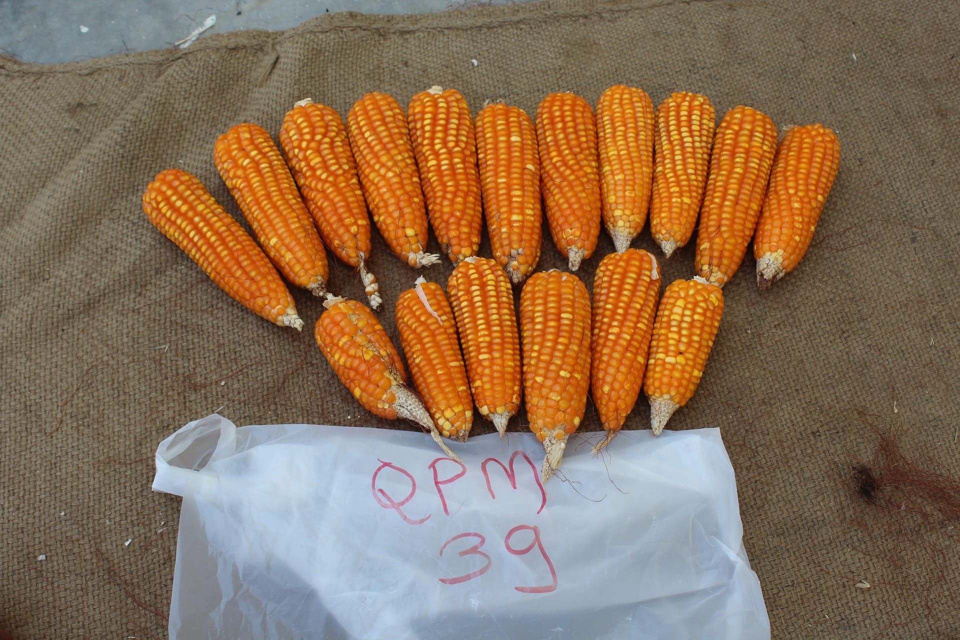 Shifting to quality protein maize diet can provide cost-benefit for the ...