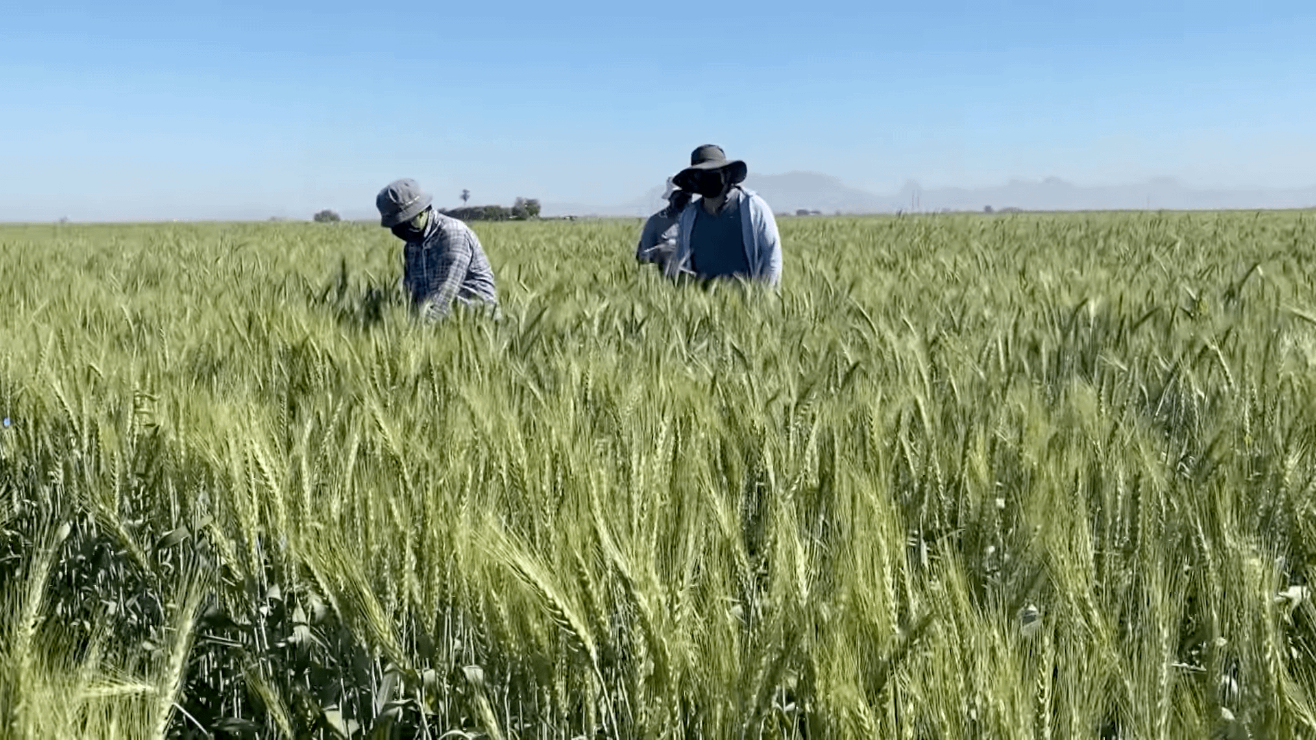 The future of wheat – CIMMYT