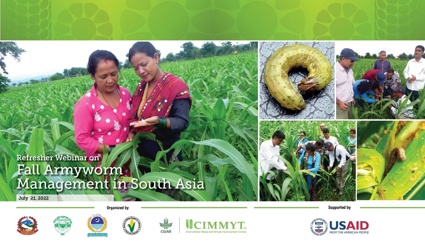 Refresher webinar on fall armyworm management in South Asia – CIMMYT Refresher webinar on fall armyworm management in South Asia – CIMMYT